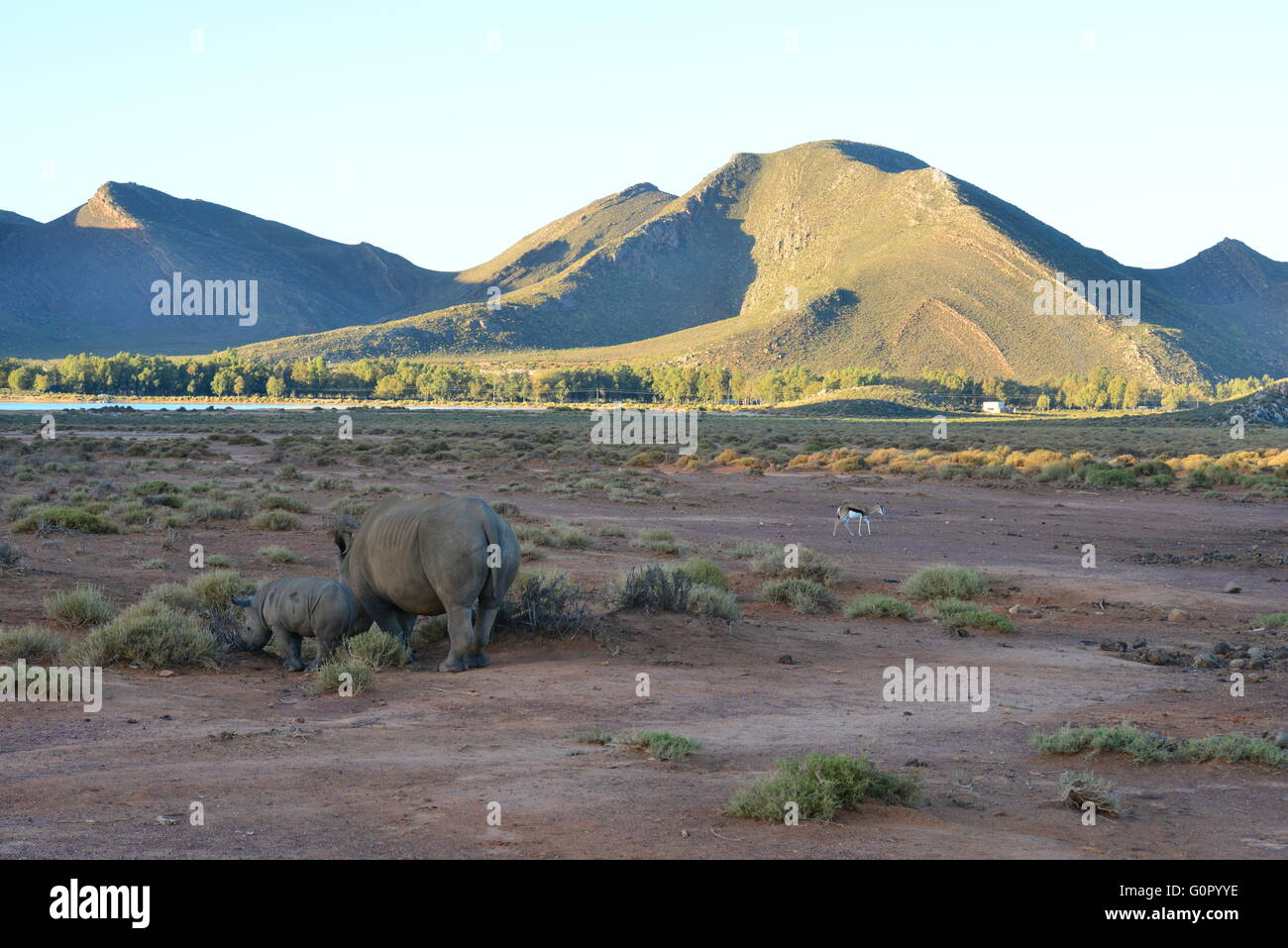 South African mountains at sunset Stock Photo - Alamy