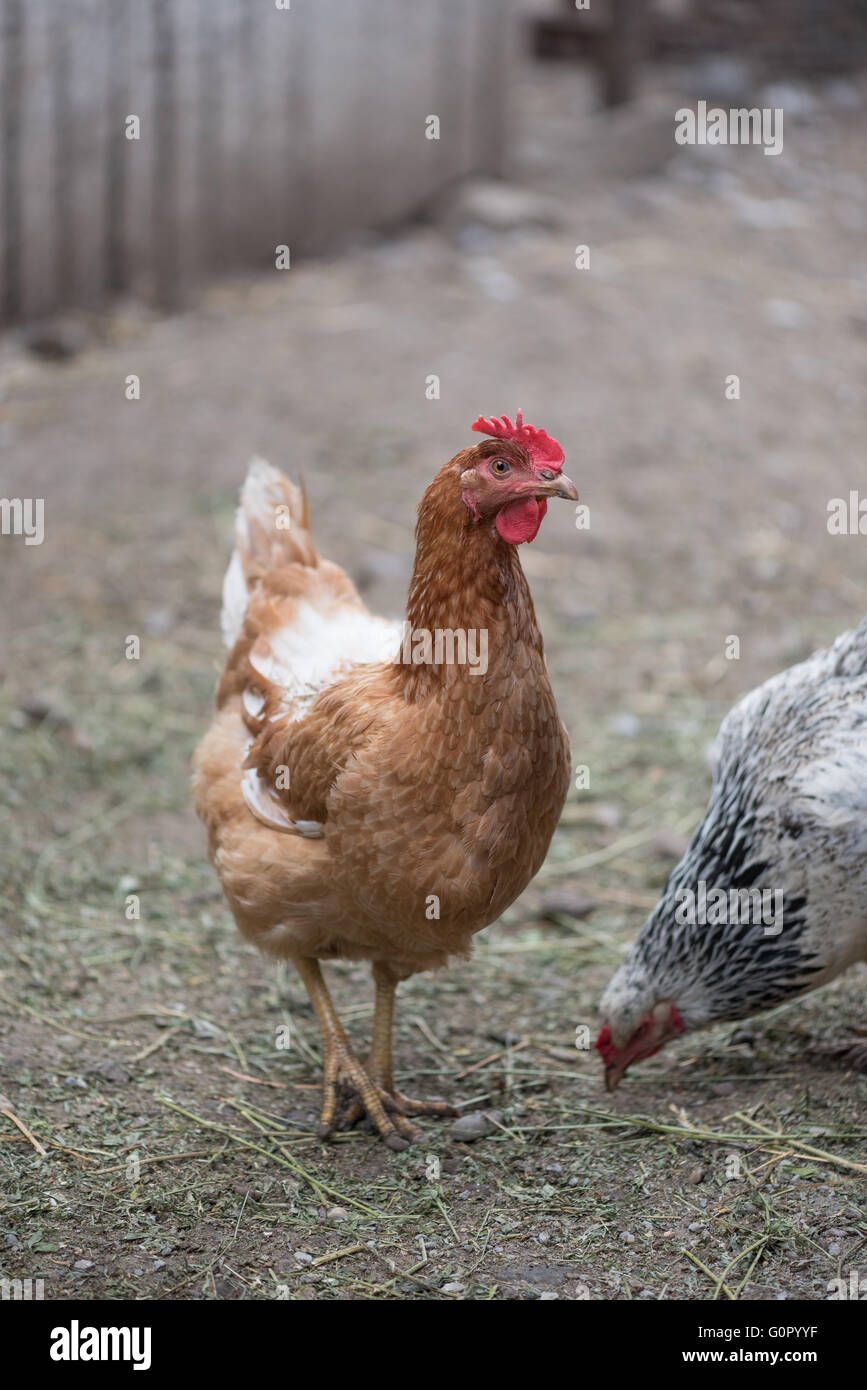 Bio chicken farm hi-res stock photography and images - Alamy