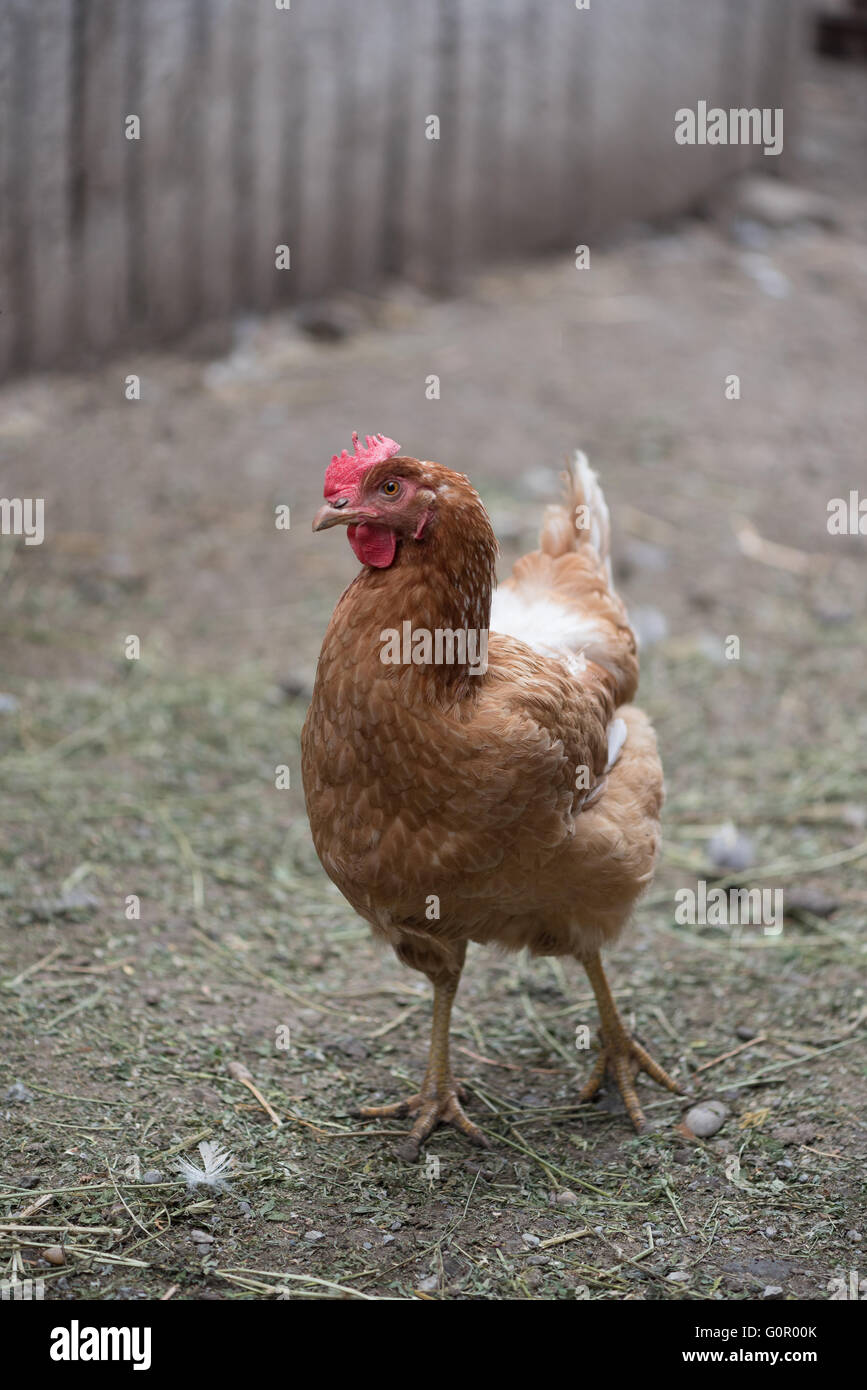 Happy bio chicken from ecological farm Stock Photo - Alamy