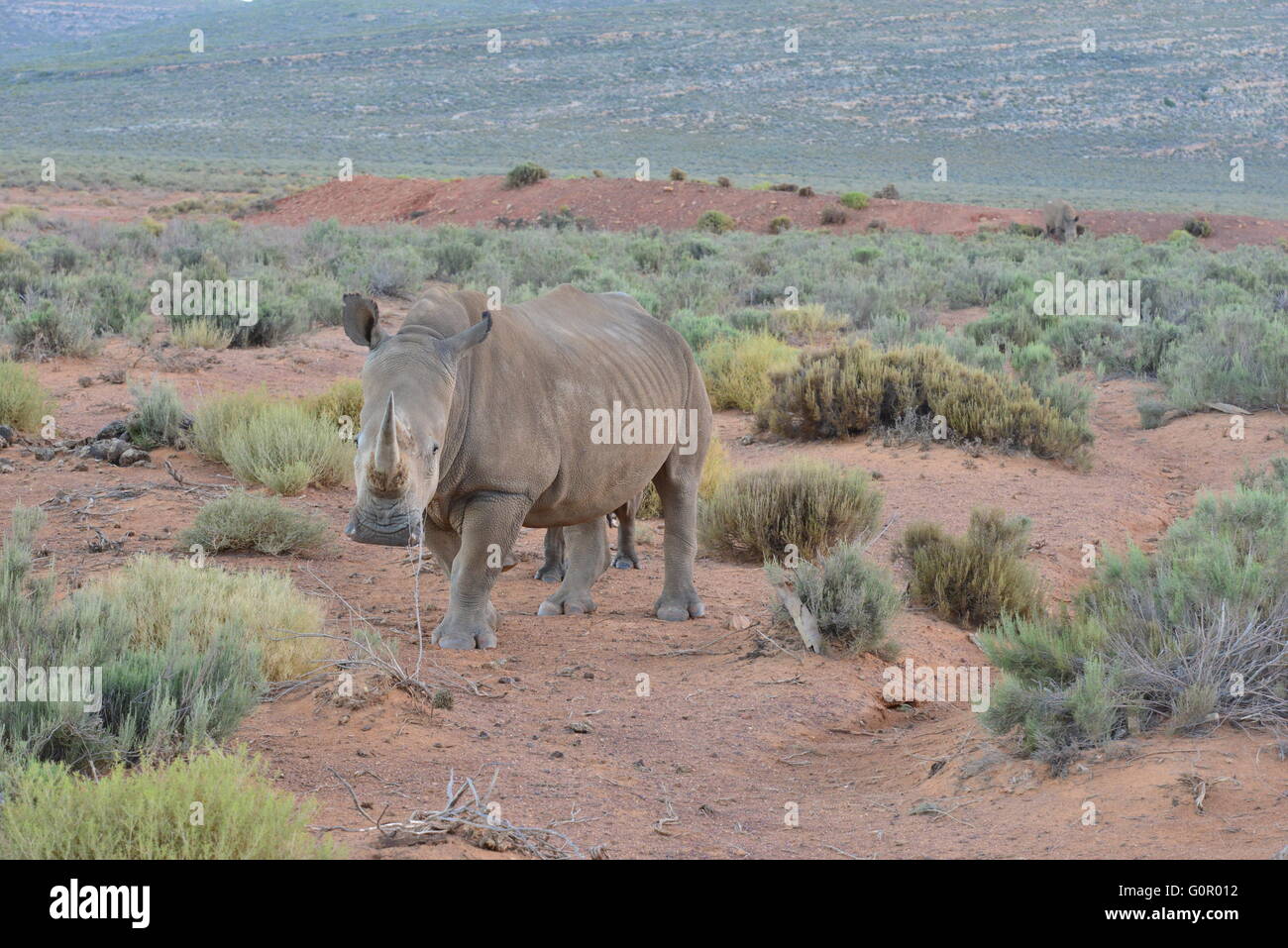 Angry rhino hi-res stock photography and images - Alamy