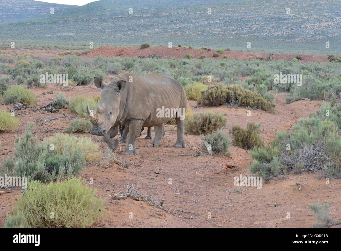 An Angry Rhinoceros on the Plains of South Africa Stock Photo - Alamy