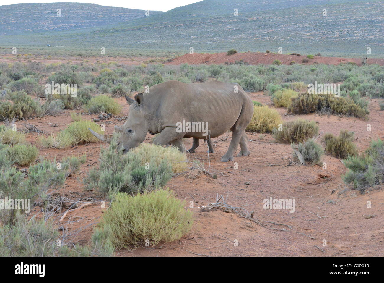An Angry Rhinoceros on the Plains of South Africa Stock Photo - Alamy