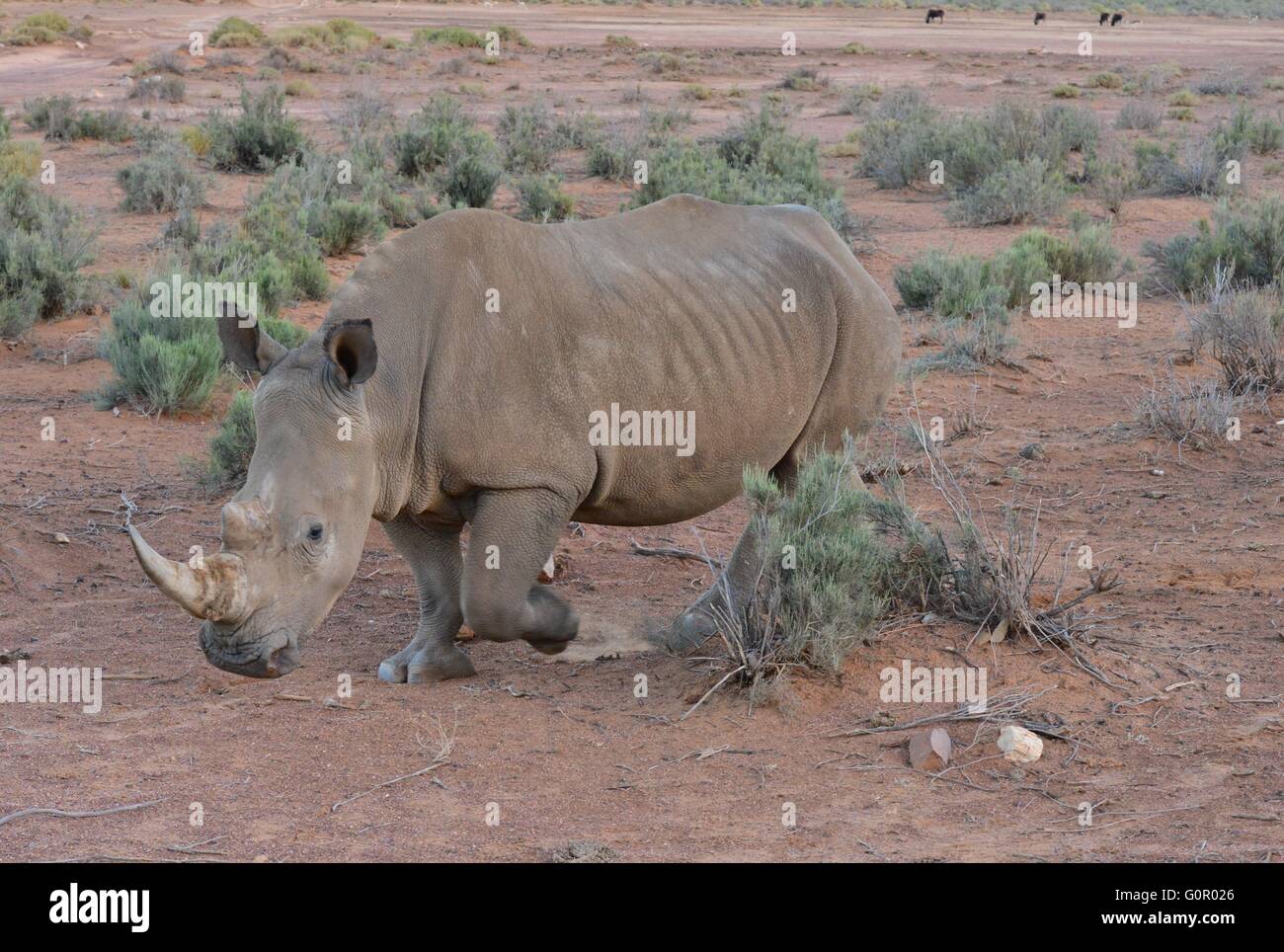 Angry rhino hi-res stock photography and images - Alamy