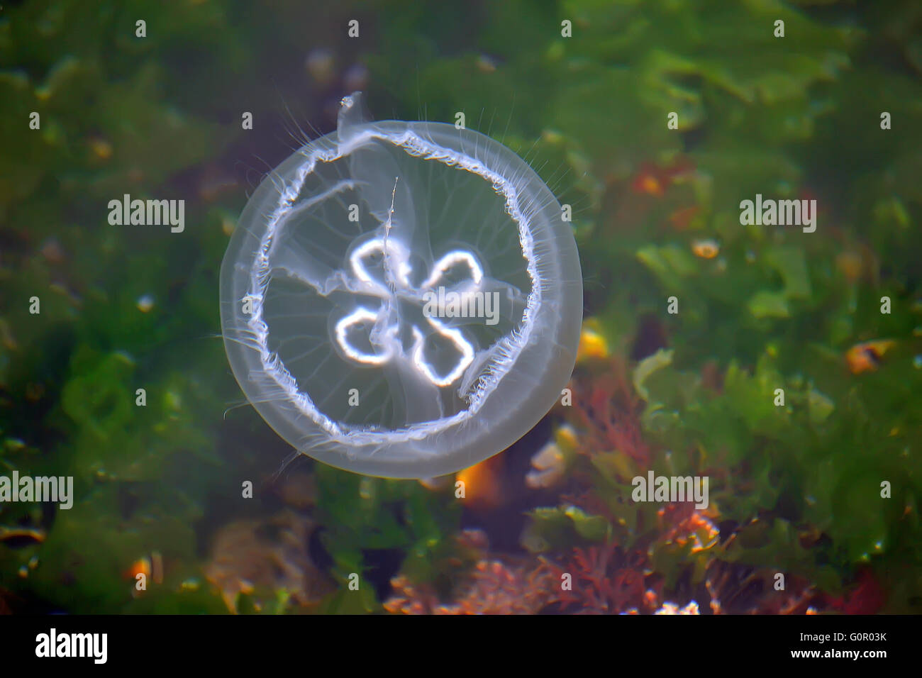 Jellyfish from above the water Stock Photo - Alamy