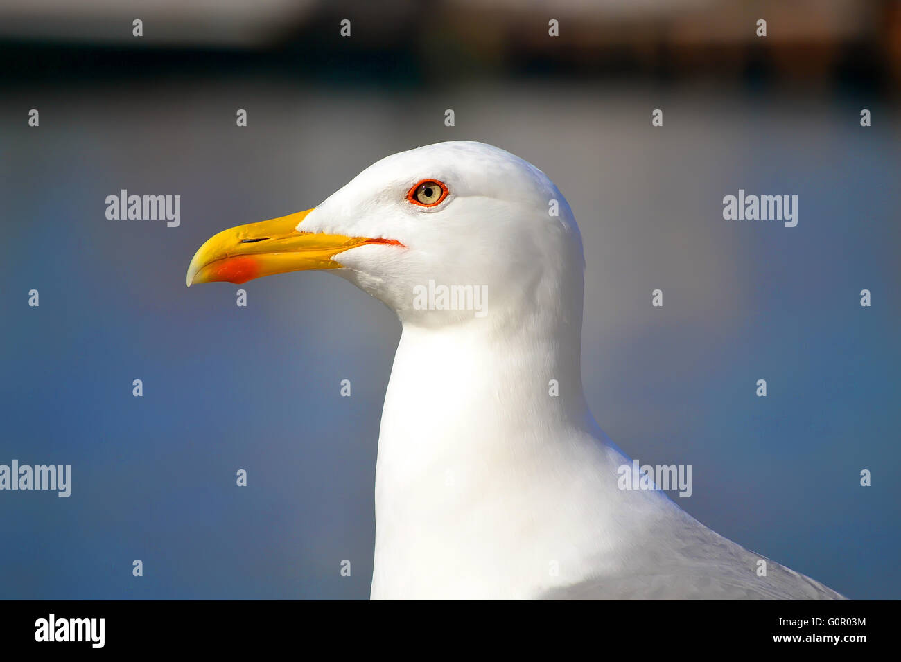 Seagull closeup profile Stock Photo - Alamy