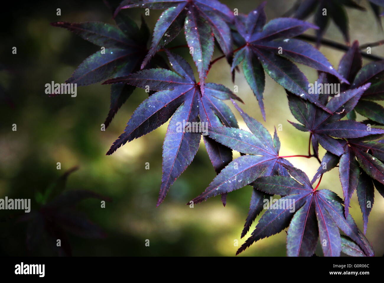 Purple color tree hi-res stock photography and images - Alamy