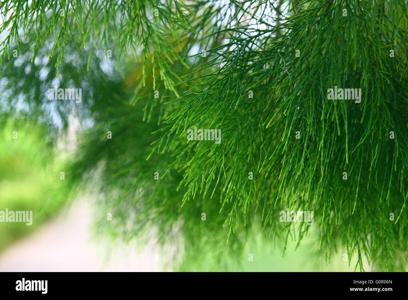 Close-up Pine tree leaves in details. Could be easily used in any ...