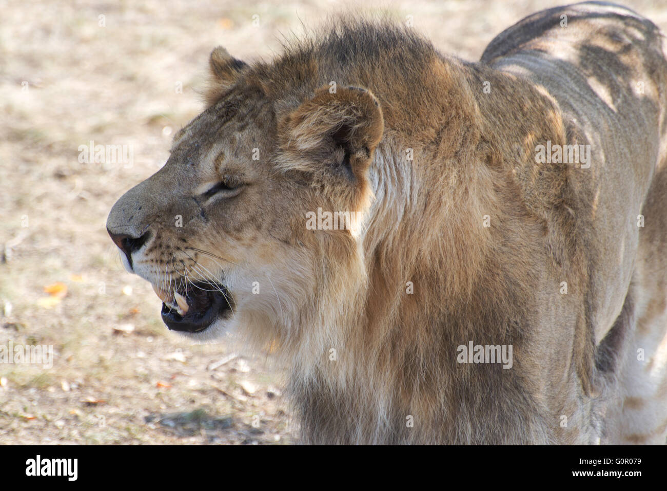 Young lion in safari park Taigan Crimea Stock Photo - Alamy