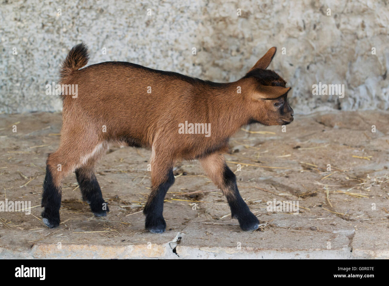 Miniature Goats High Resolution Stock Photography and Images - Alamy