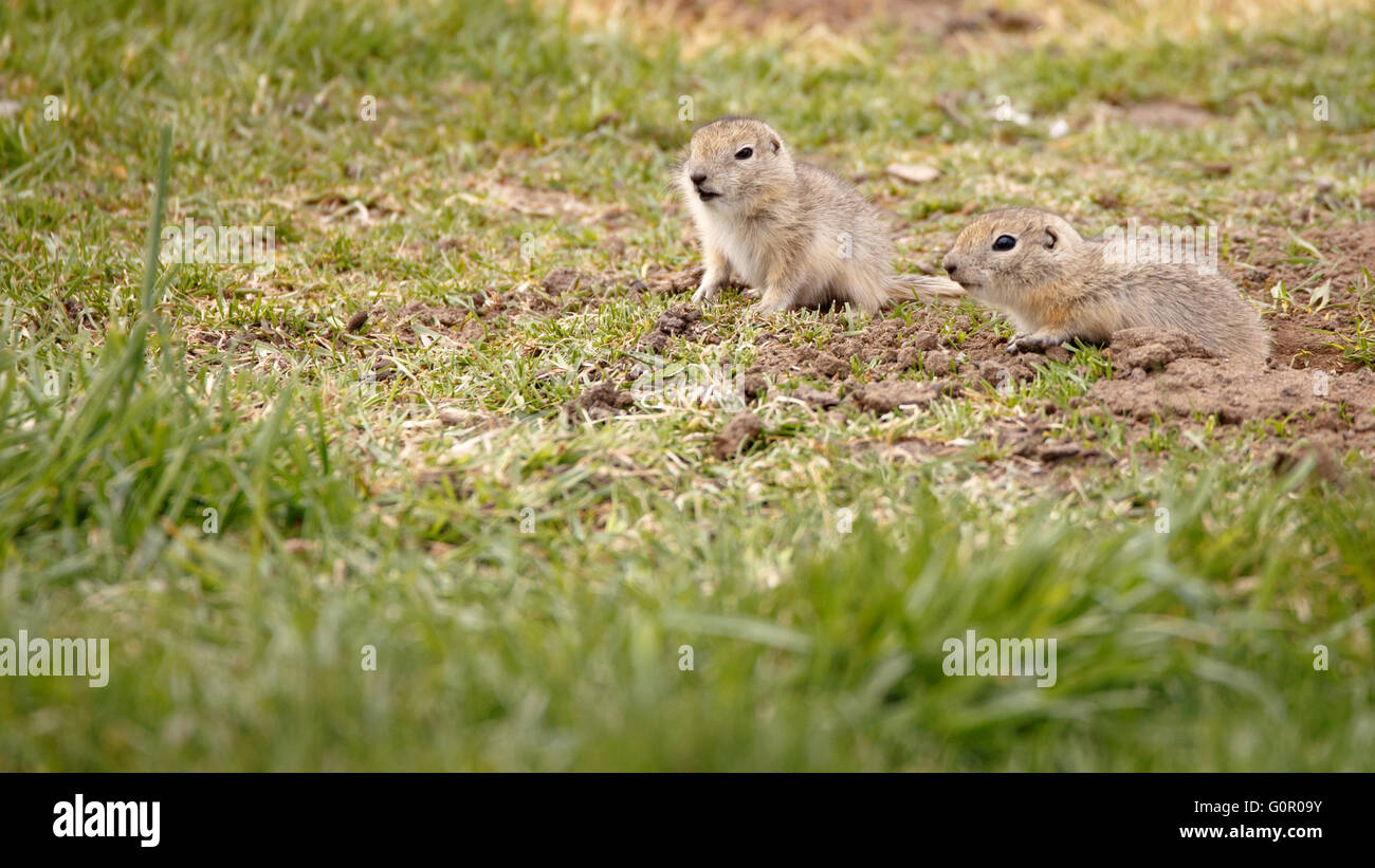 Newborn Gopher