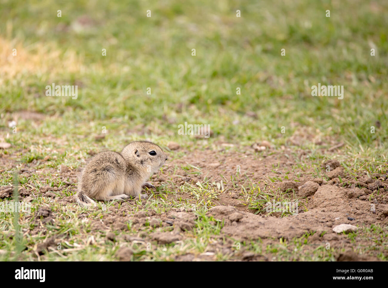 A baby gopher looking into the distance Stock Photo - Alamy