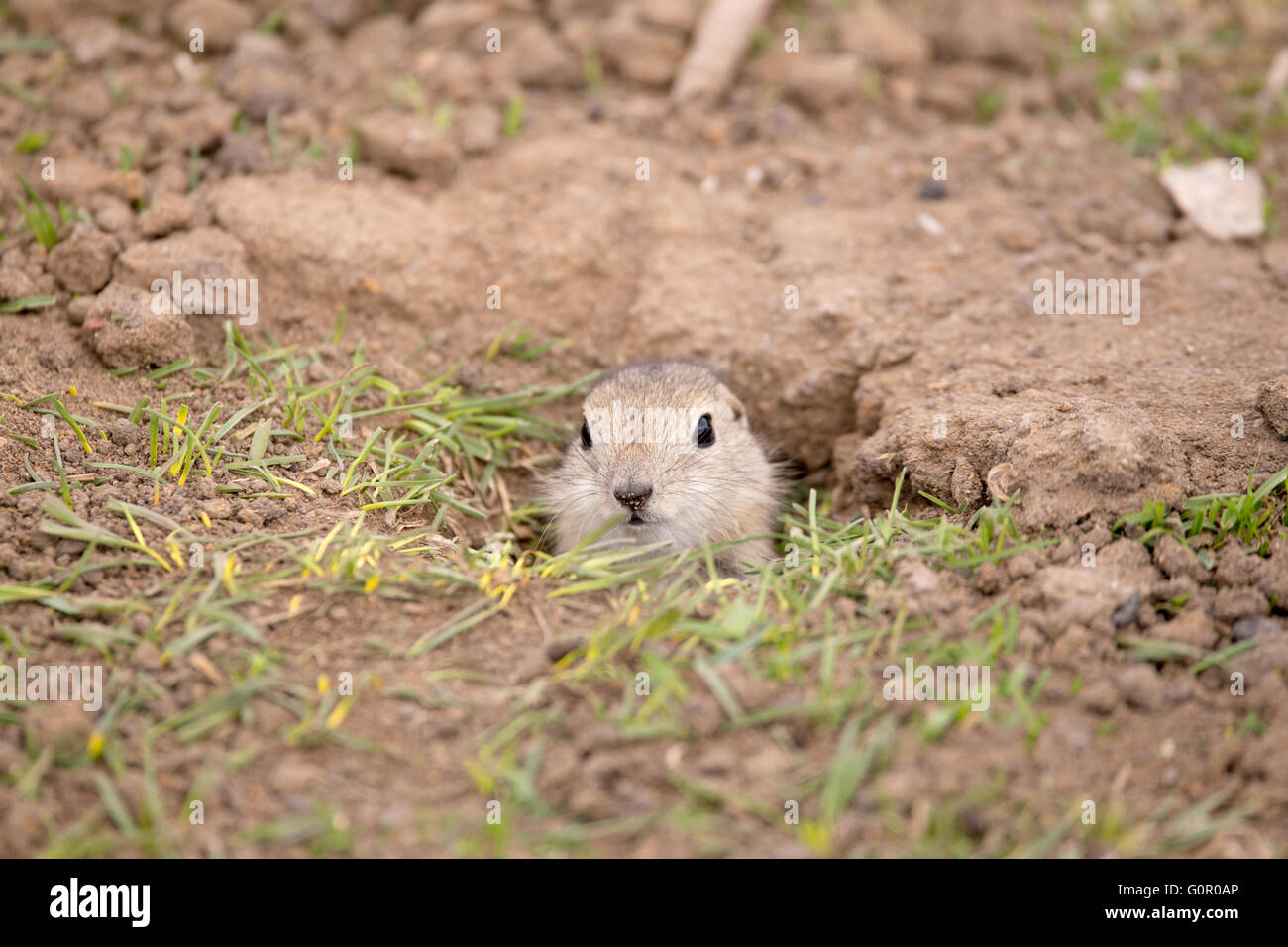 Newborn Gopher