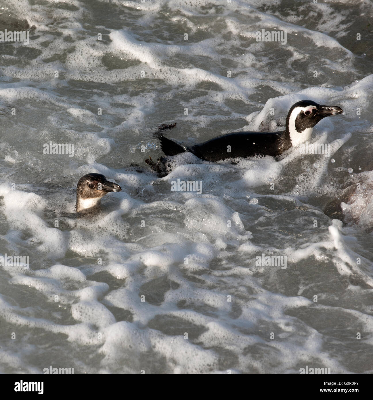 African penguins swimming at Betty's Bay in the Western Cape South ...