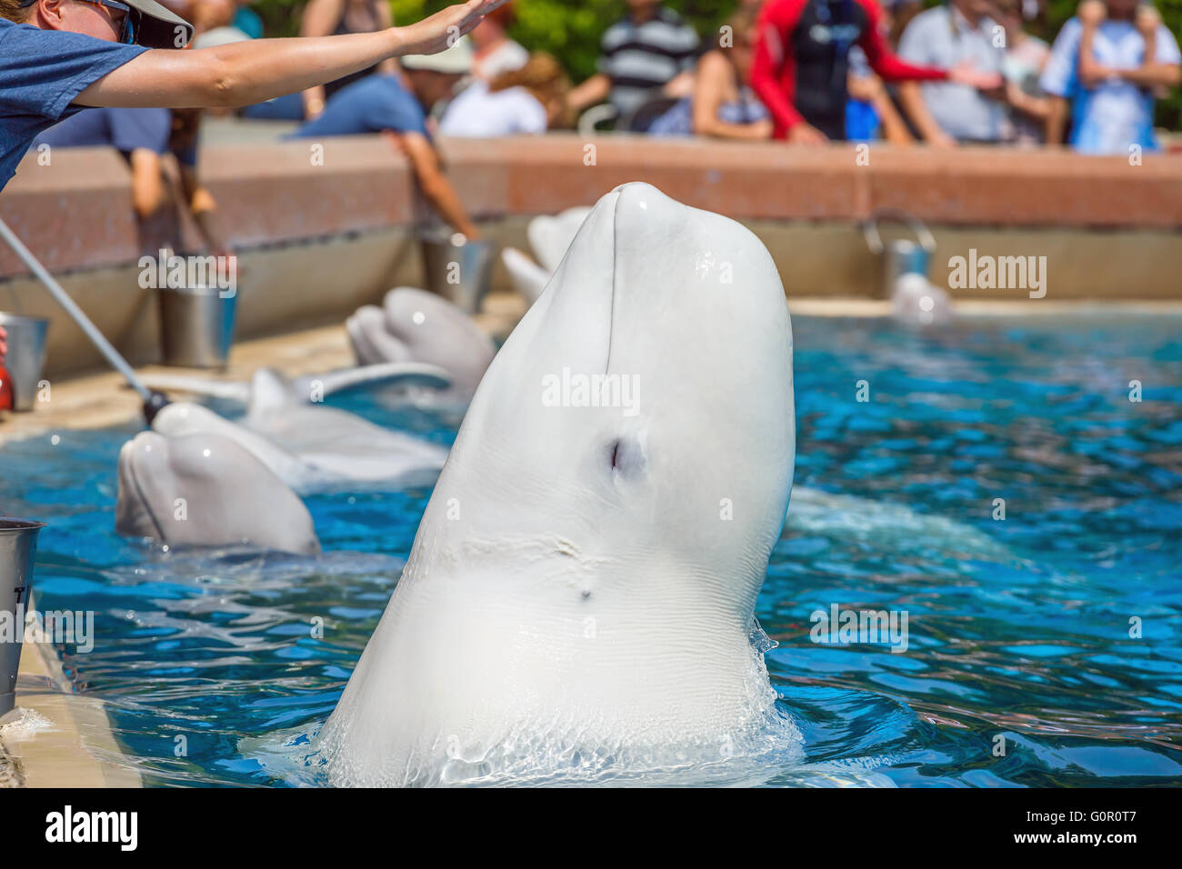 People feeding bulugas Stock Photo - Alamy