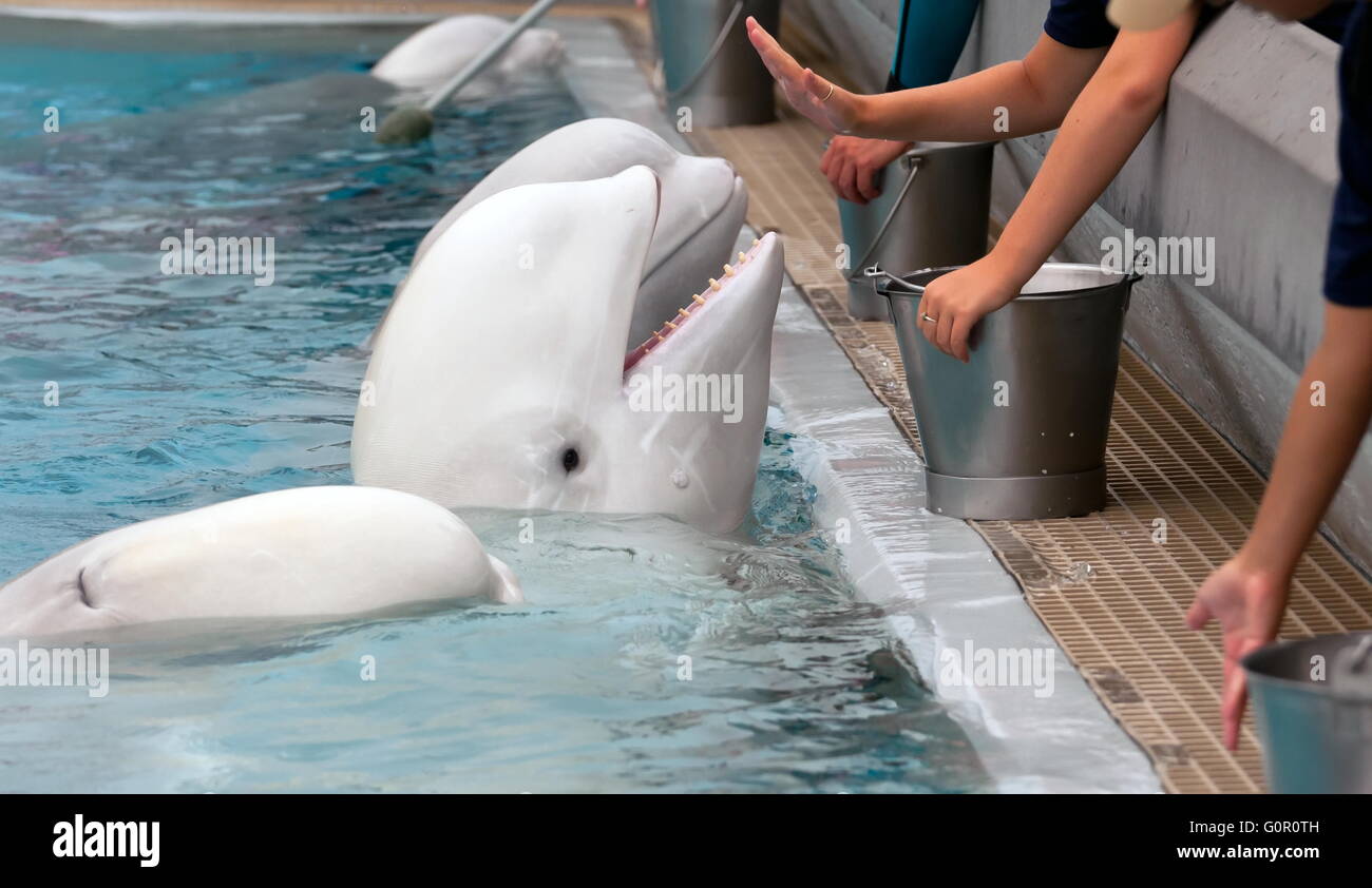 Beluga white whales hi-res stock photography and images - Alamy