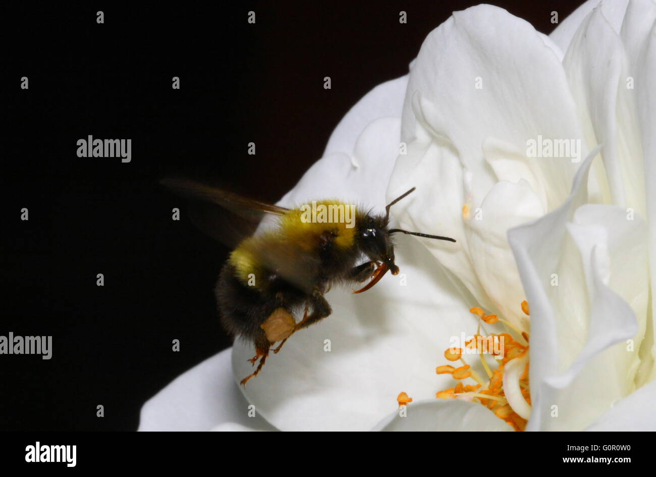 Bumblebee wing hi-res stock photography and images - Alamy