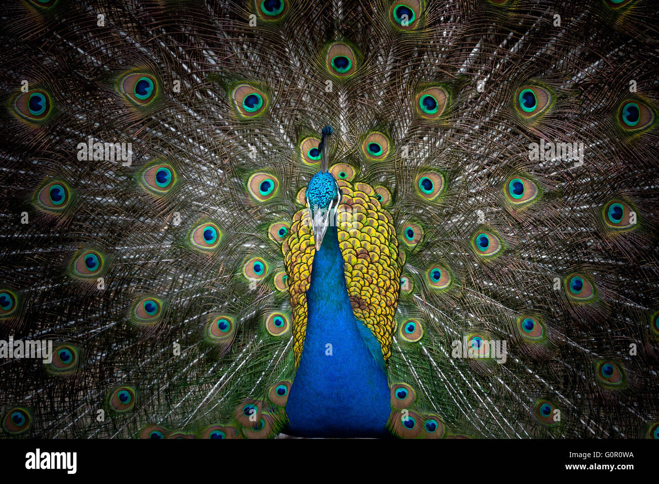 Peacock mating ritual hi-res stock photography and images - Alamy