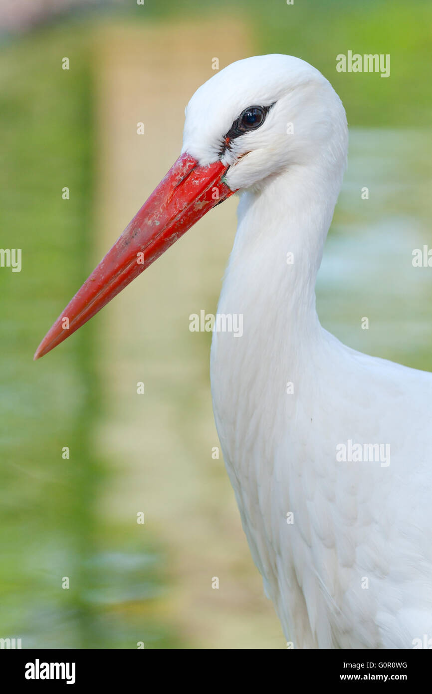 Stork bird view hi-res stock photography and images - Alamy