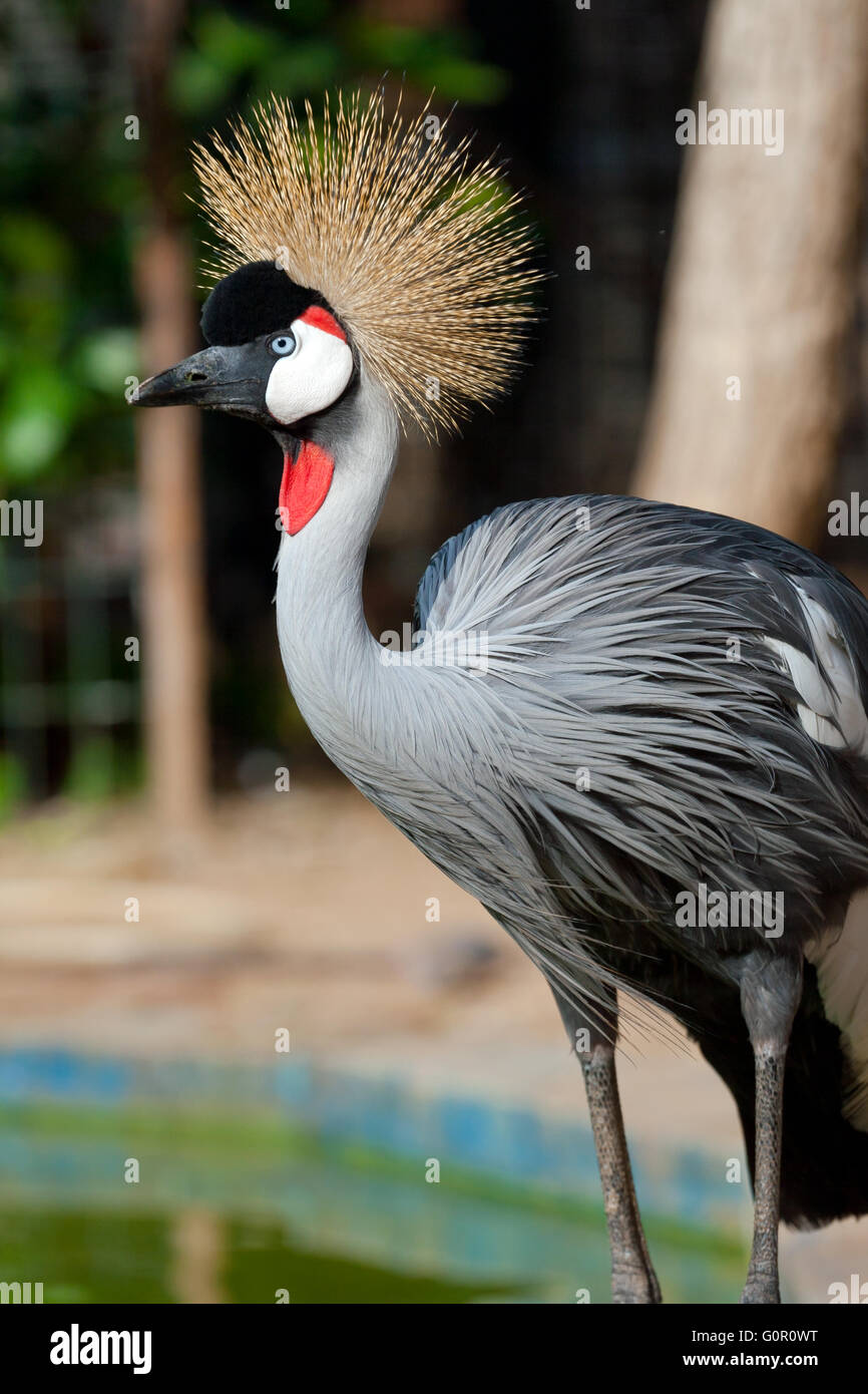 Crane animal hi-res stock photography and images - Alamy