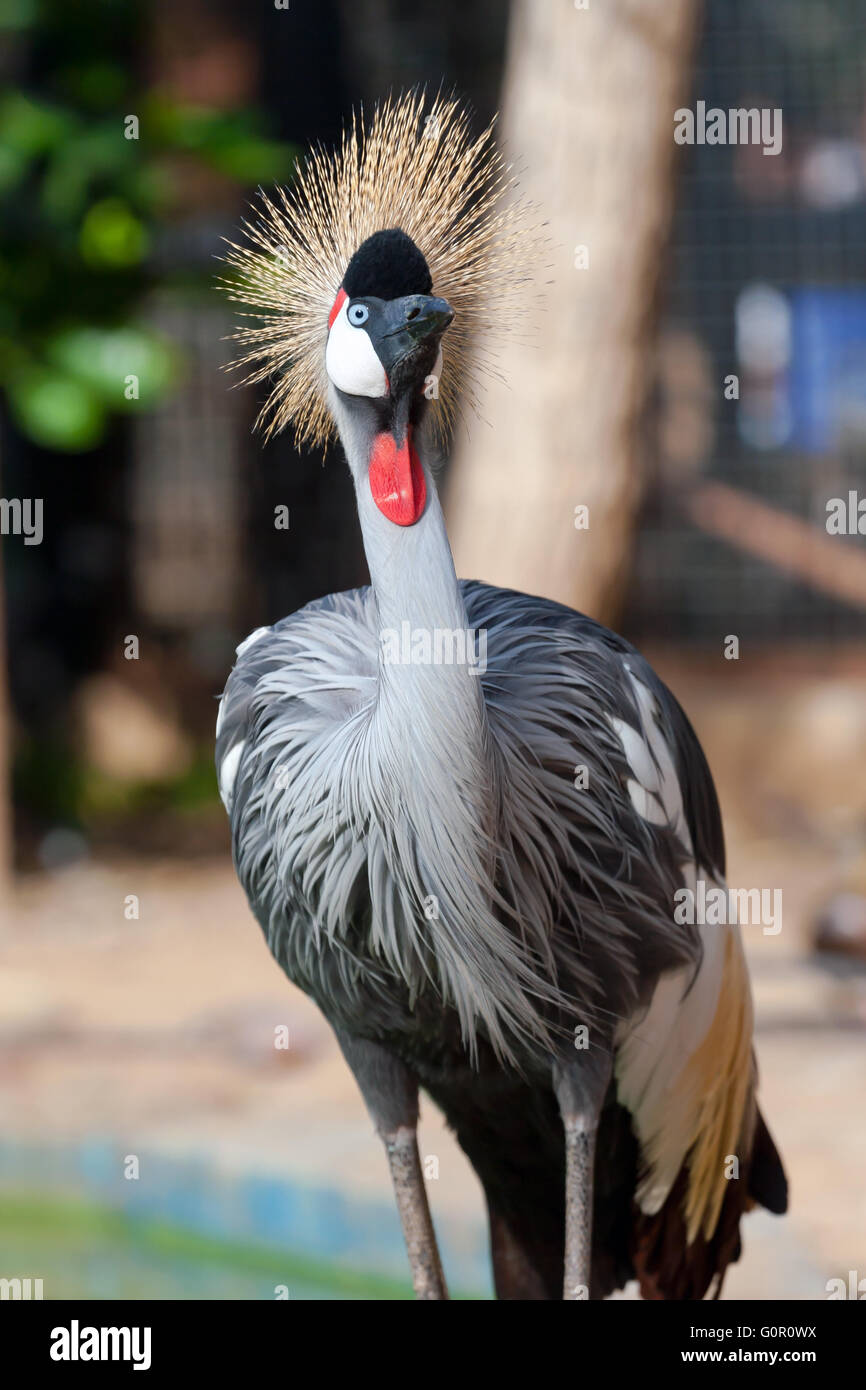 Crane animal hi-res stock photography and images - Alamy