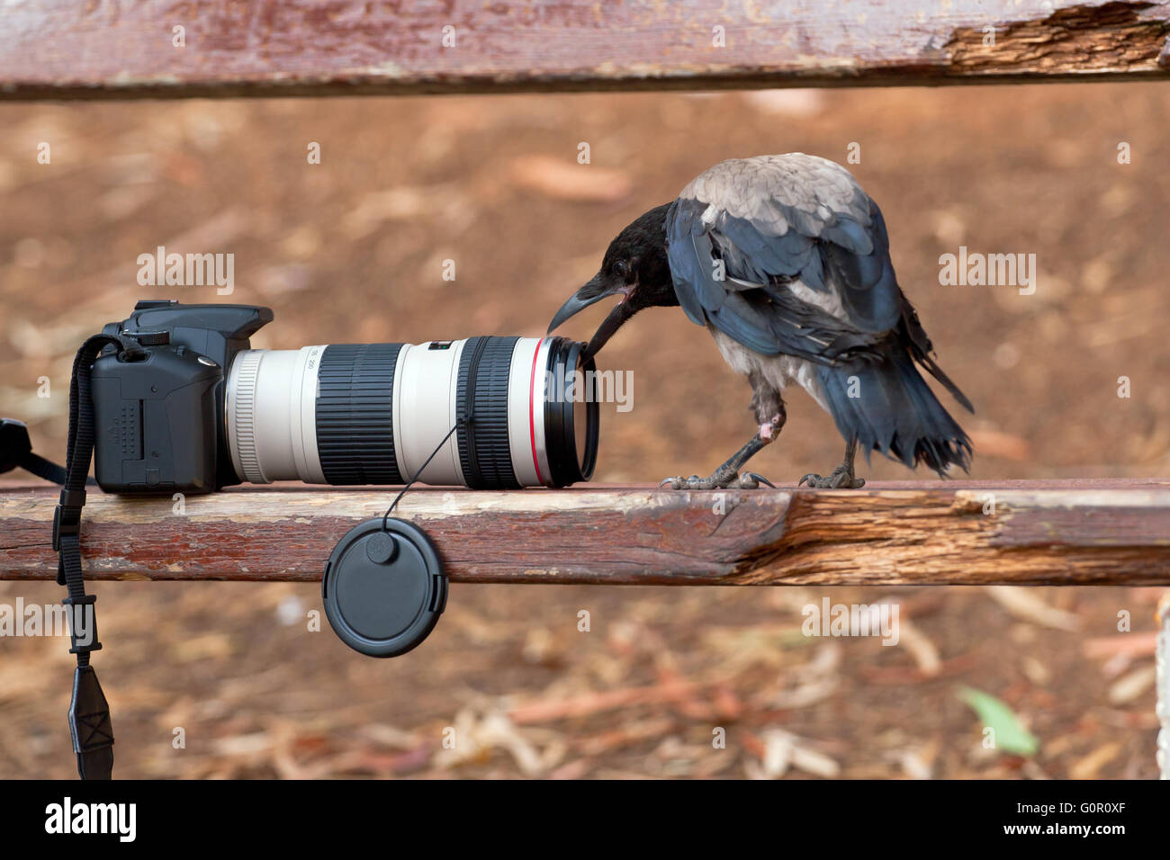 Raven and Camera Stock Photo - Alamy