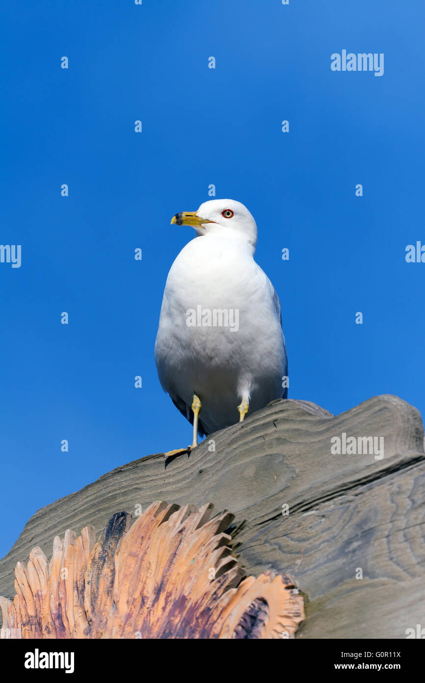 Wing seagull hi-res stock photography and images - Alamy