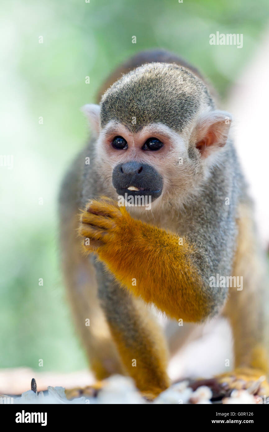 Monkey snout hi-res stock photography and images - Alamy