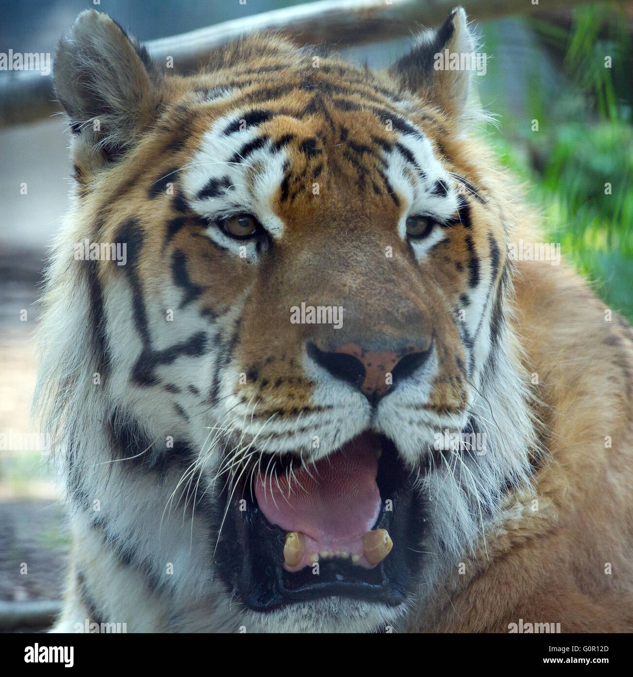 Tiger cat animal hi-res stock photography and images - Alamy