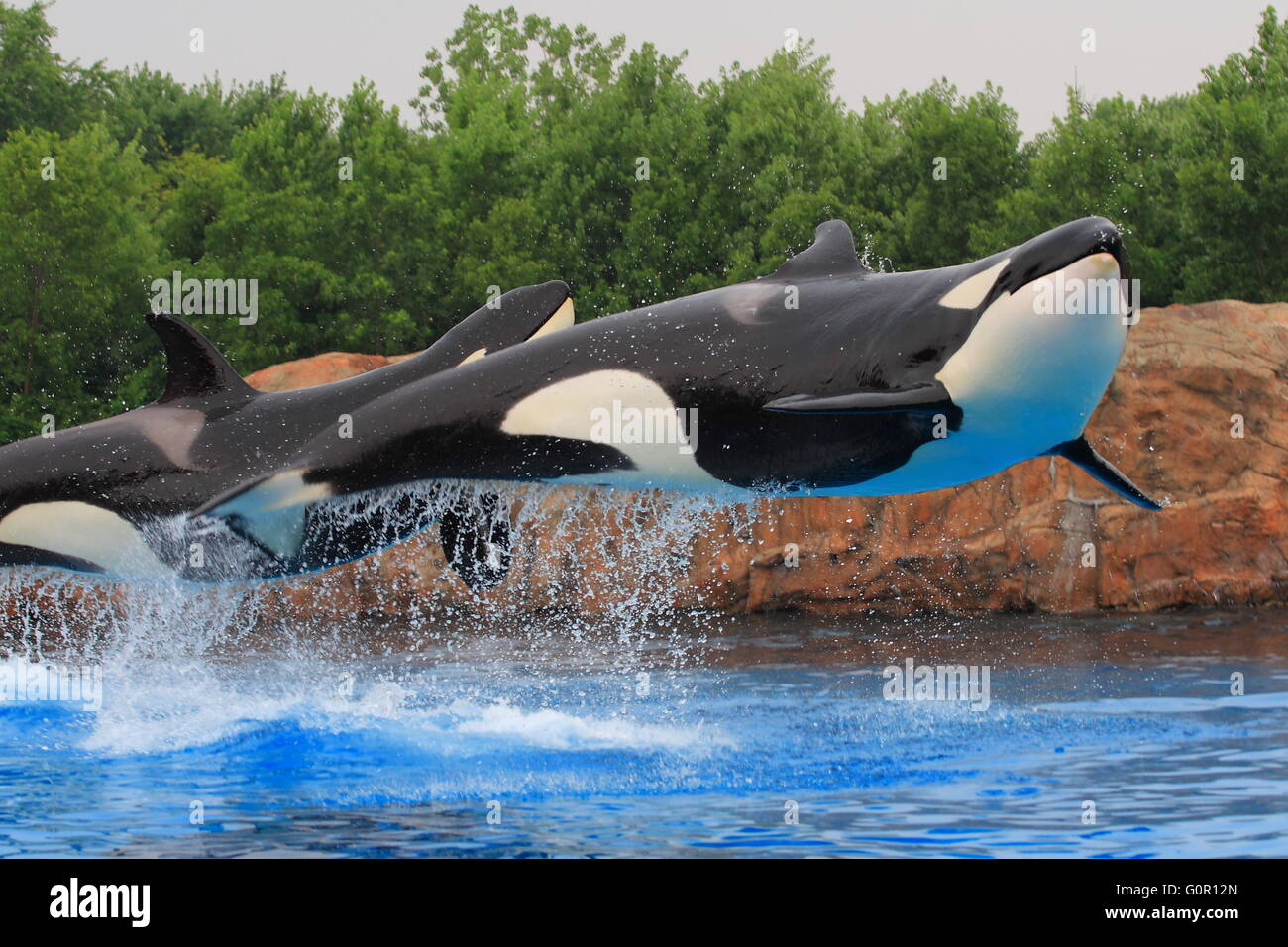 Whale swim hi-res stock photography and images - Alamy