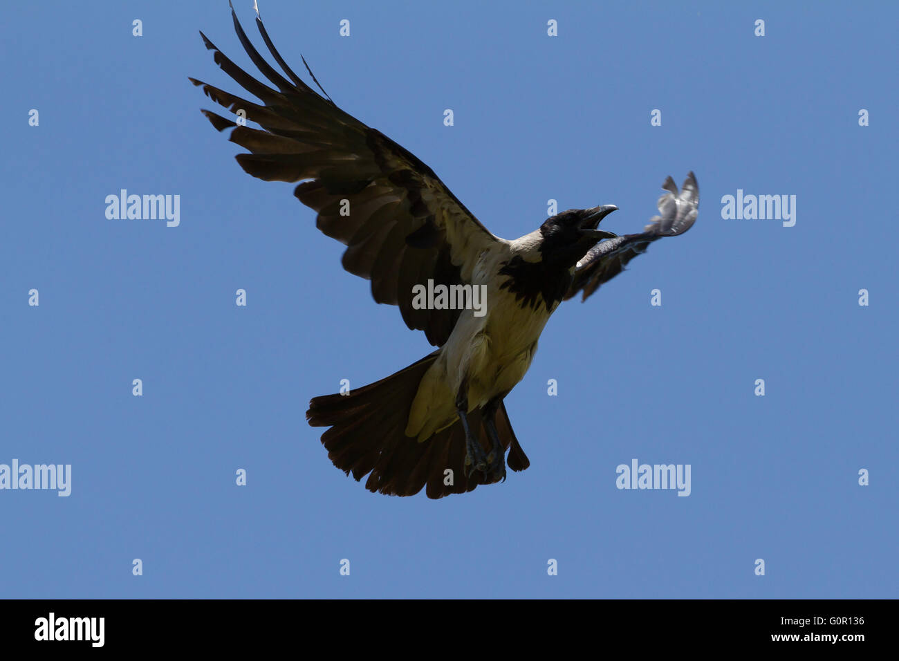 Raven bird hi-res stock photography and images - Alamy