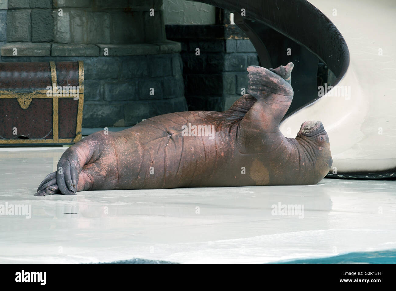 Walrus tricks hi-res stock photography and images - Alamy