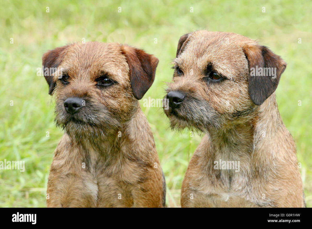 Border terriers puppy hi-res stock photography and images - Alamy