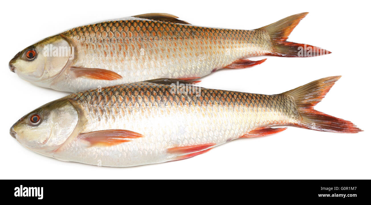 Popular Rohu or Rohit fish of Indian subcontinent over white background ...