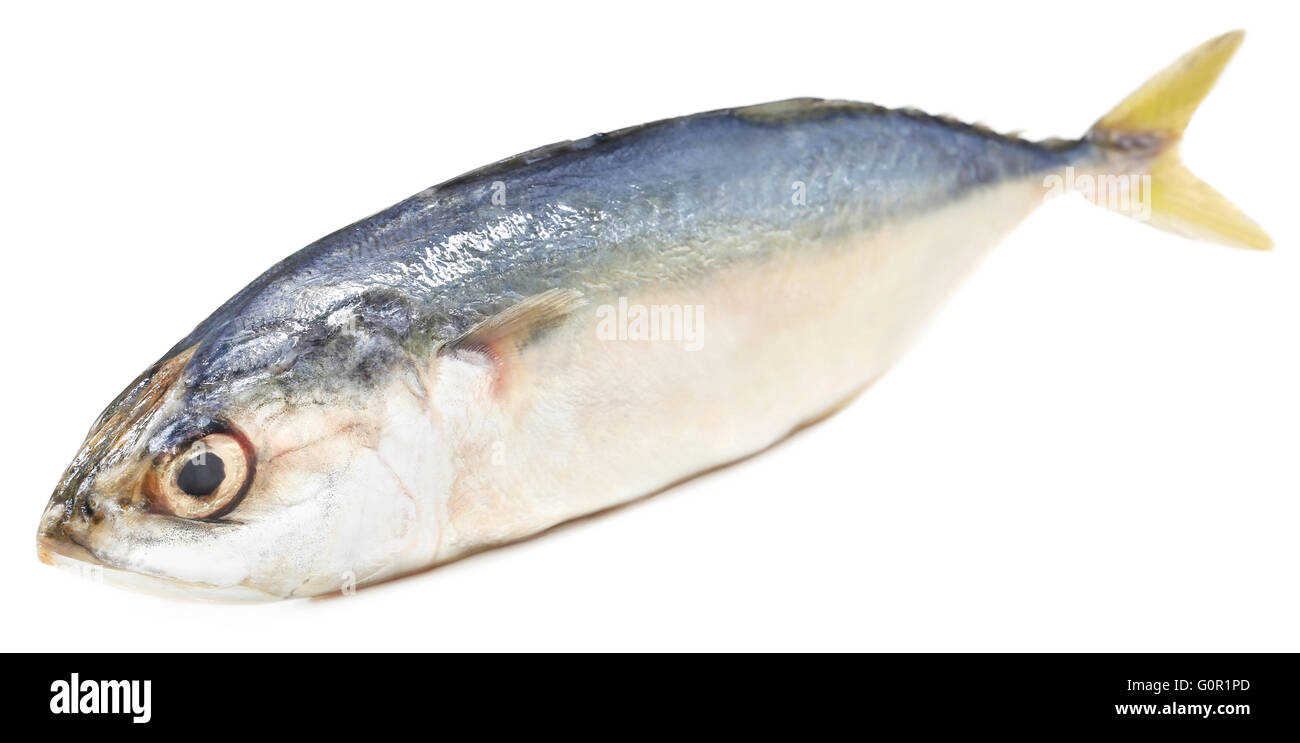 Slender tuna hi-res stock photography and images - Alamy