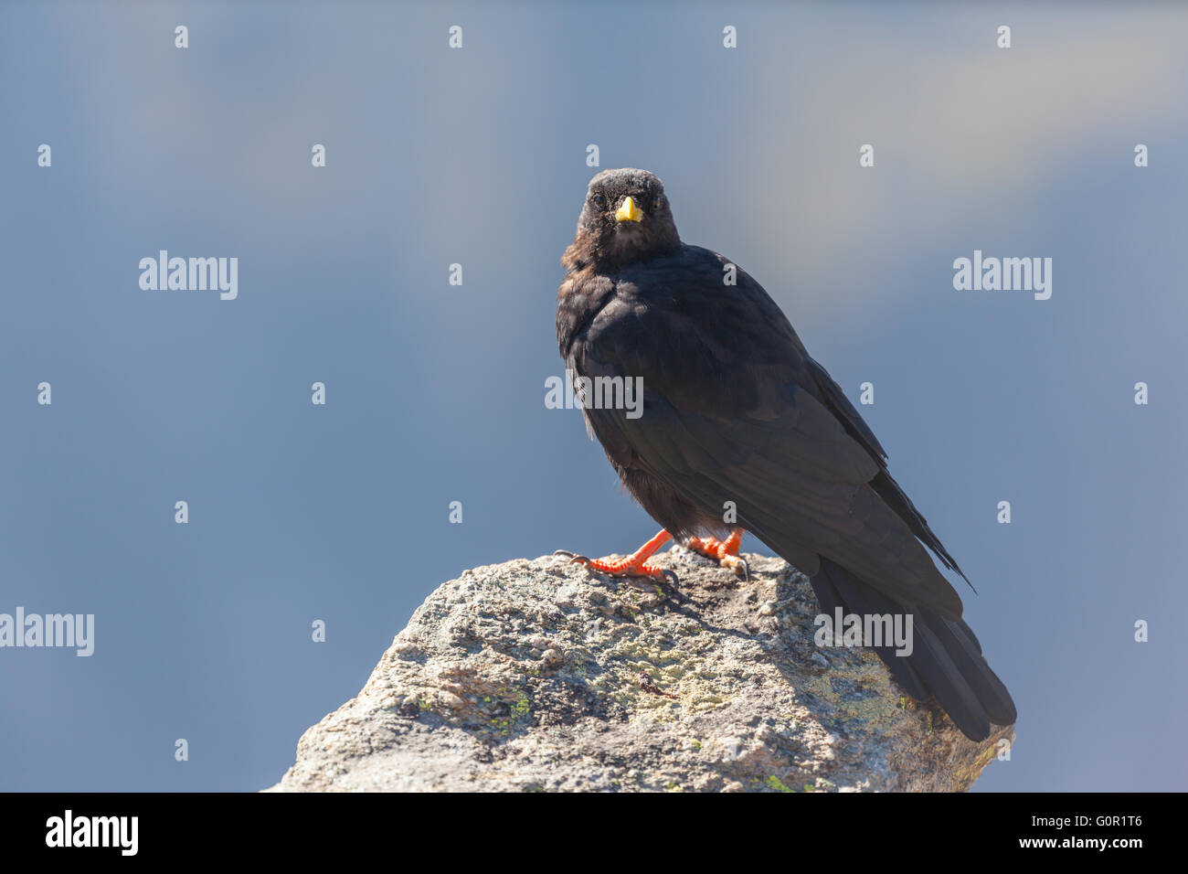 Chough bird hi-res stock photography and images - Alamy
