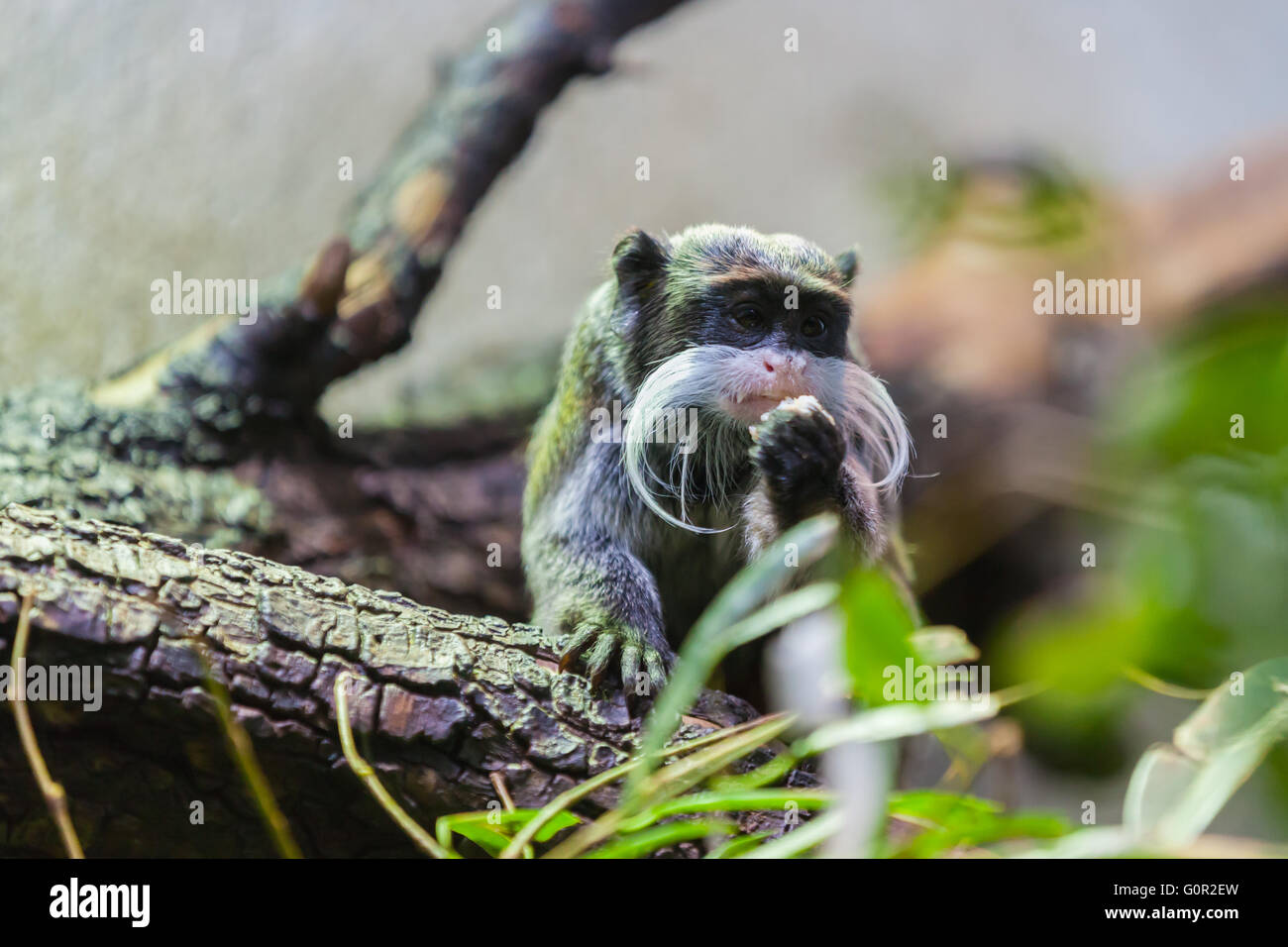 close up view of a tamarin in south America Stock Photo - Alamy
