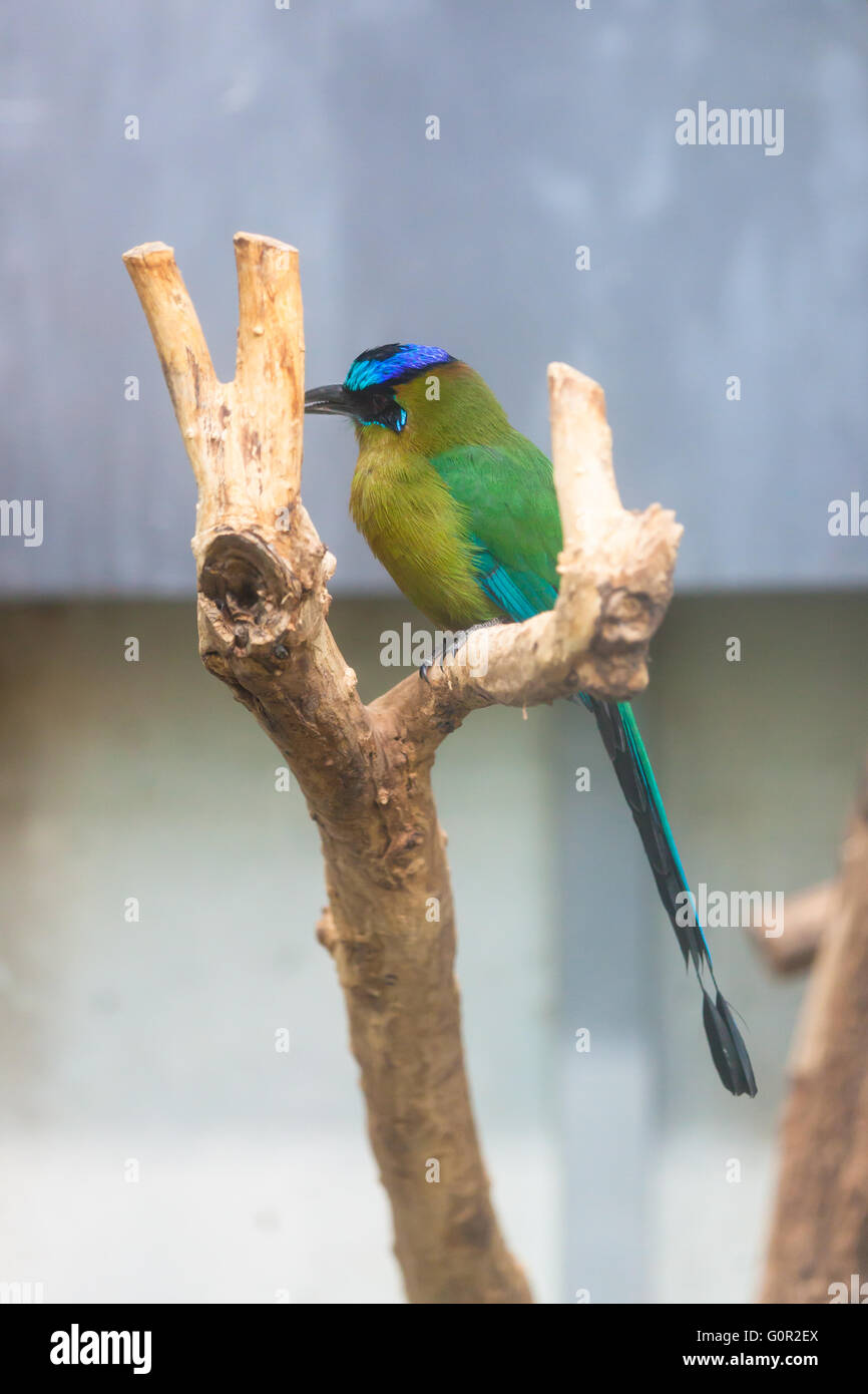 Motmot bird hi-res stock photography and images - Alamy