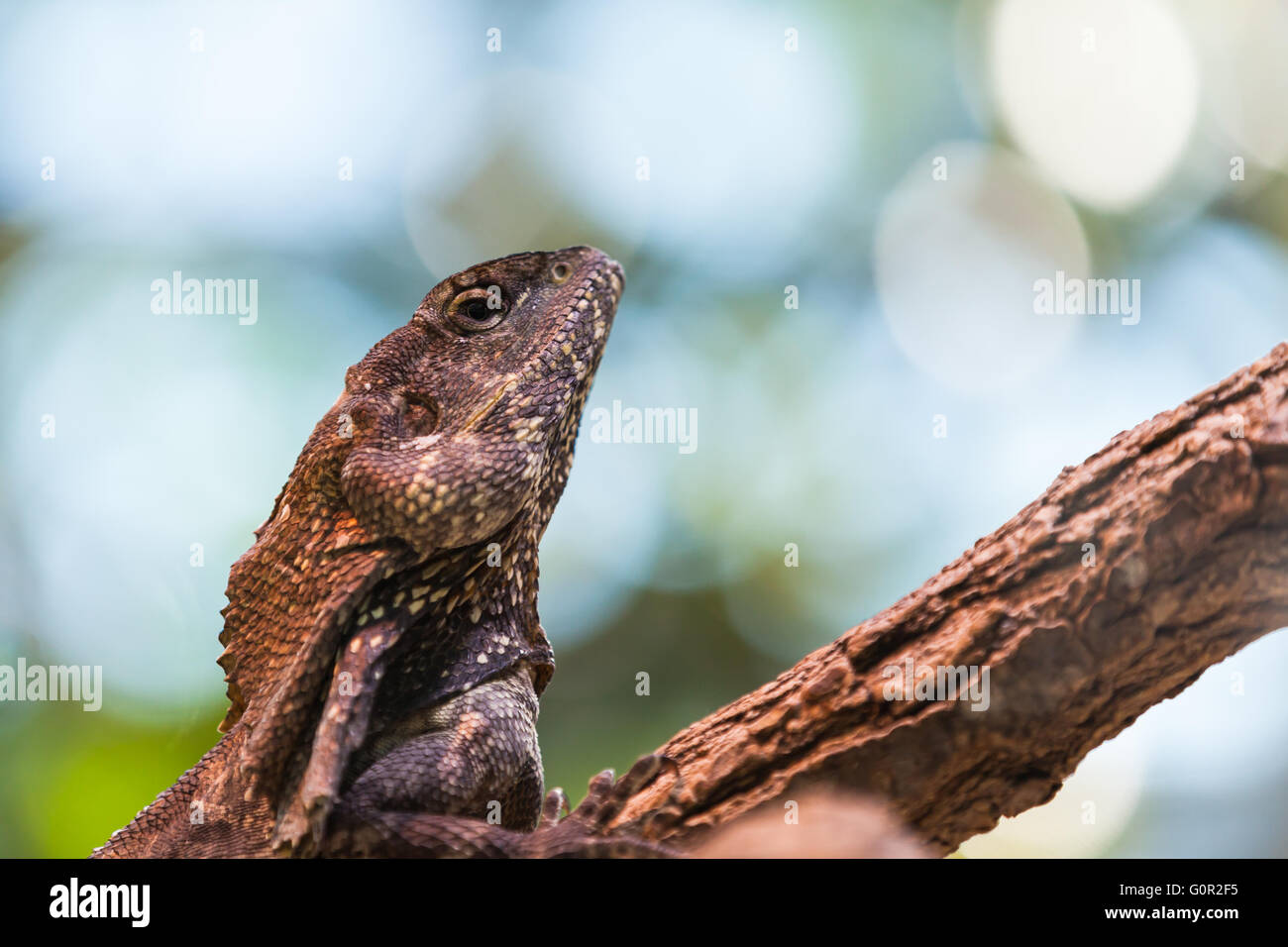 Lizard head hi-res stock photography and images - Alamy
