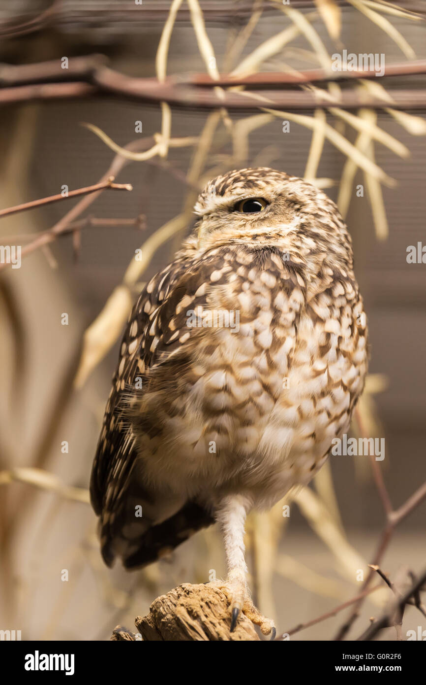 Close up view of an owl standing with single leg Stock Photo - Alamy