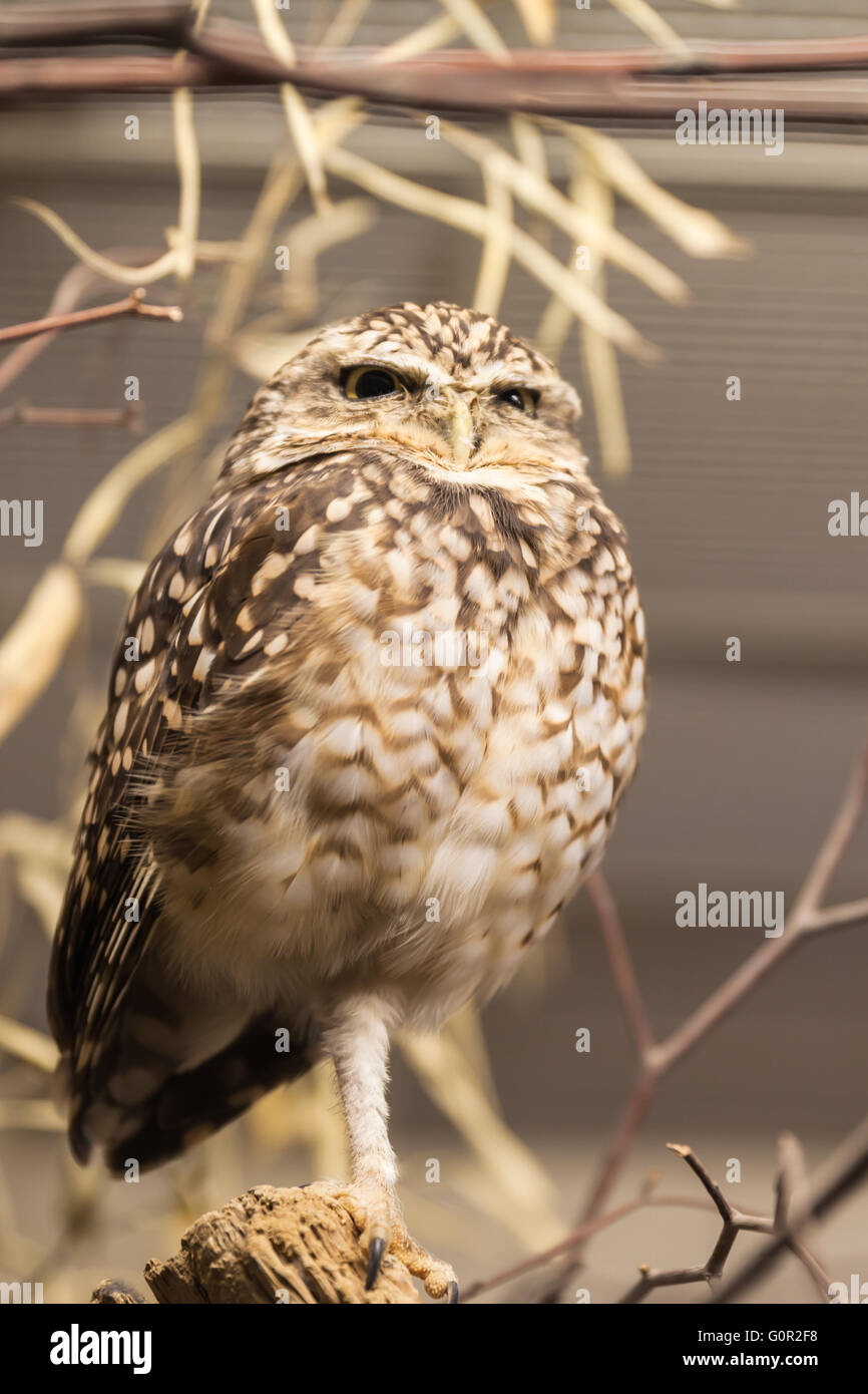 Owl observing hi-res stock photography and images - Alamy