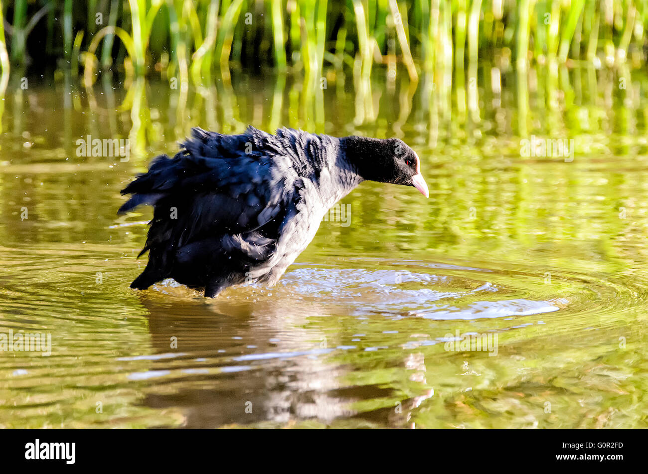 Coot fulica atra preening hi-res stock photography and images - Alamy