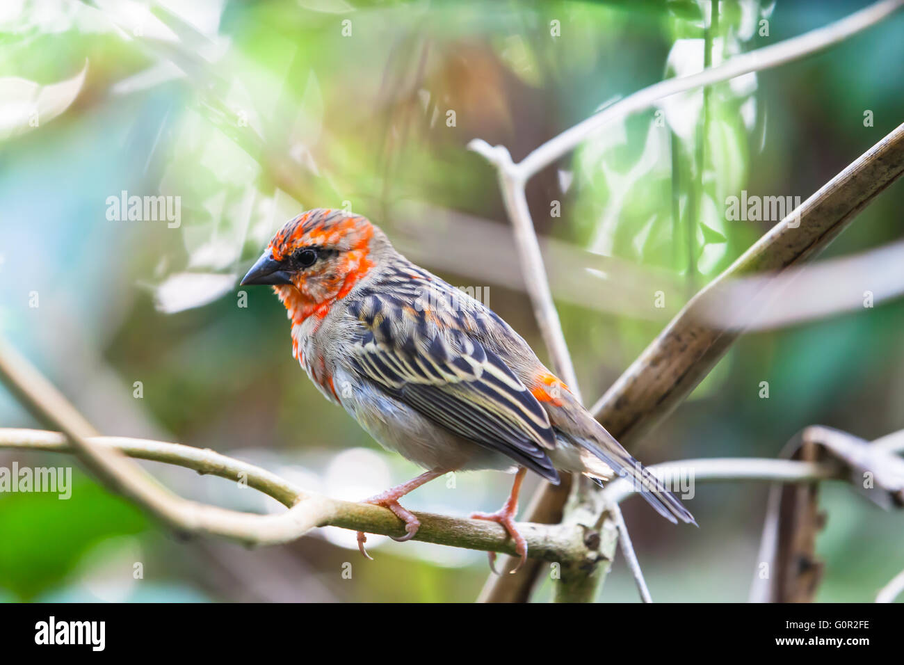 Red fody bird from Madagascar standing on the branch Stock Photo - Alamy
