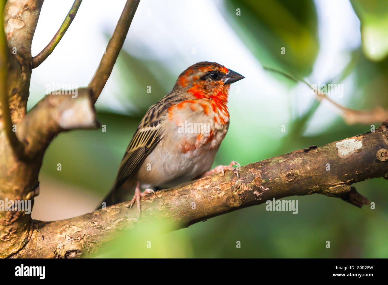 Red fody bird from Madagascar standing on the branch Stock Photo - Alamy