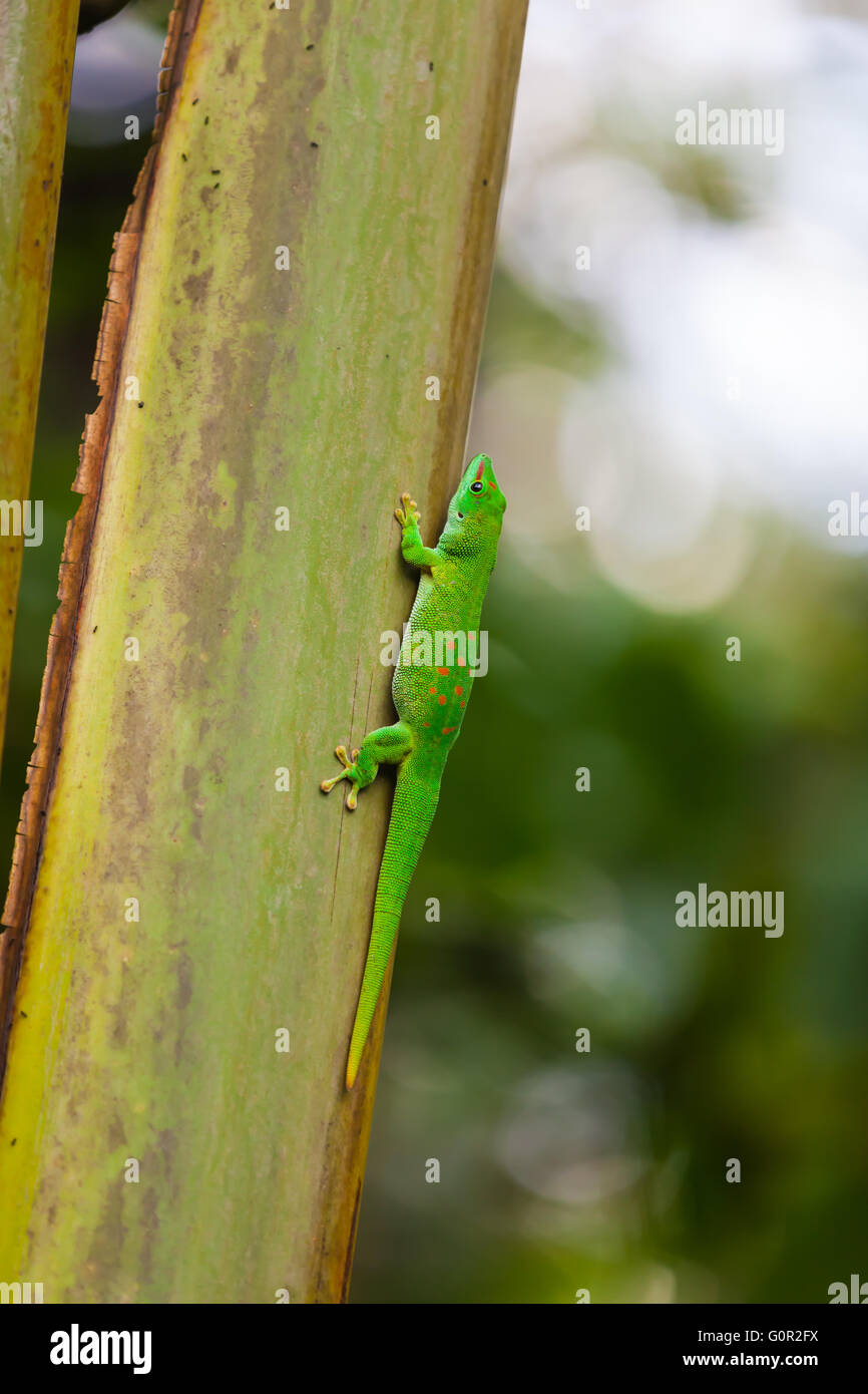 Palm tree gecko hi-res stock photography and images - Alamy