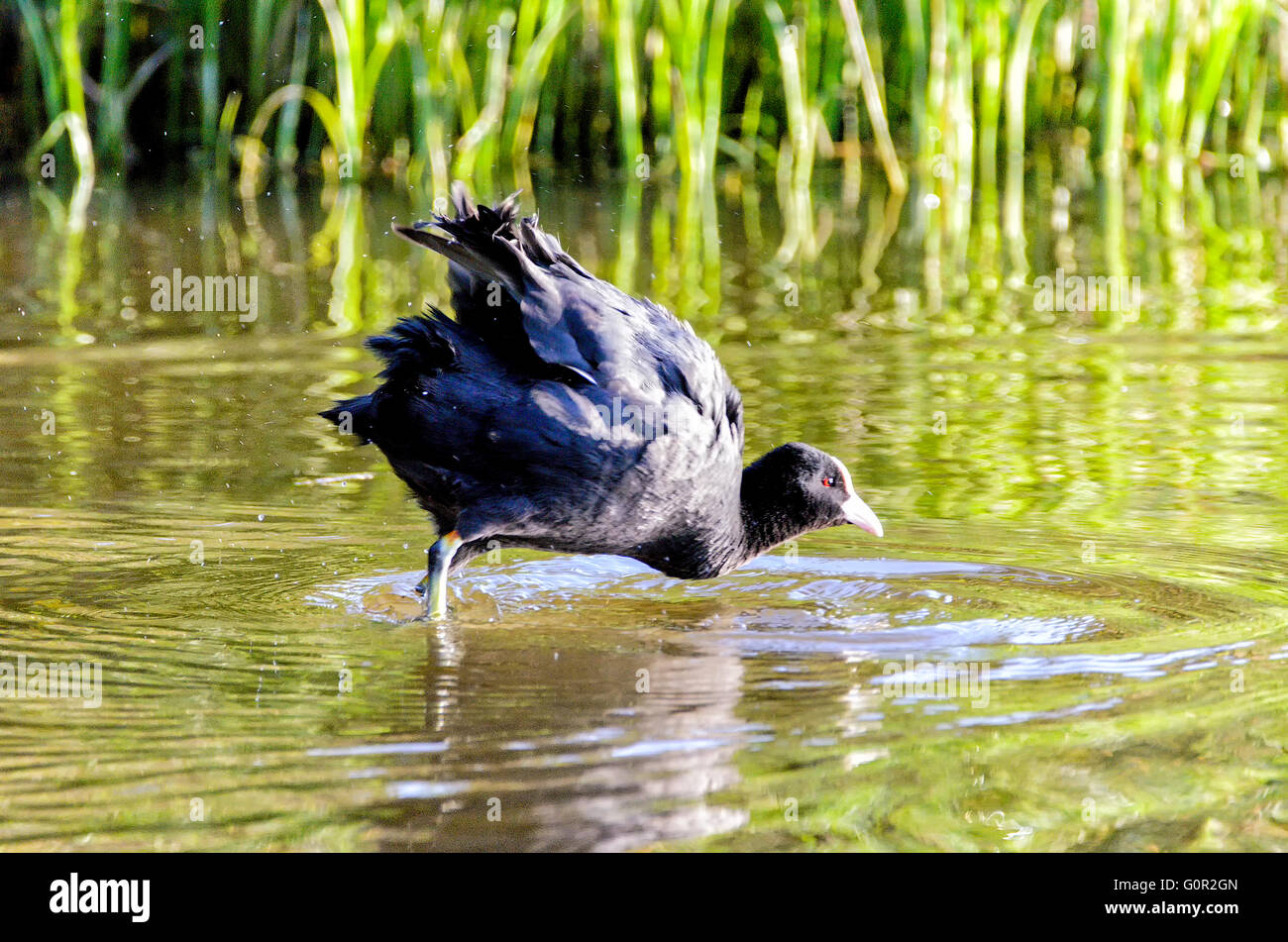 Coot fulica atra preening hi-res stock photography and images - Alamy