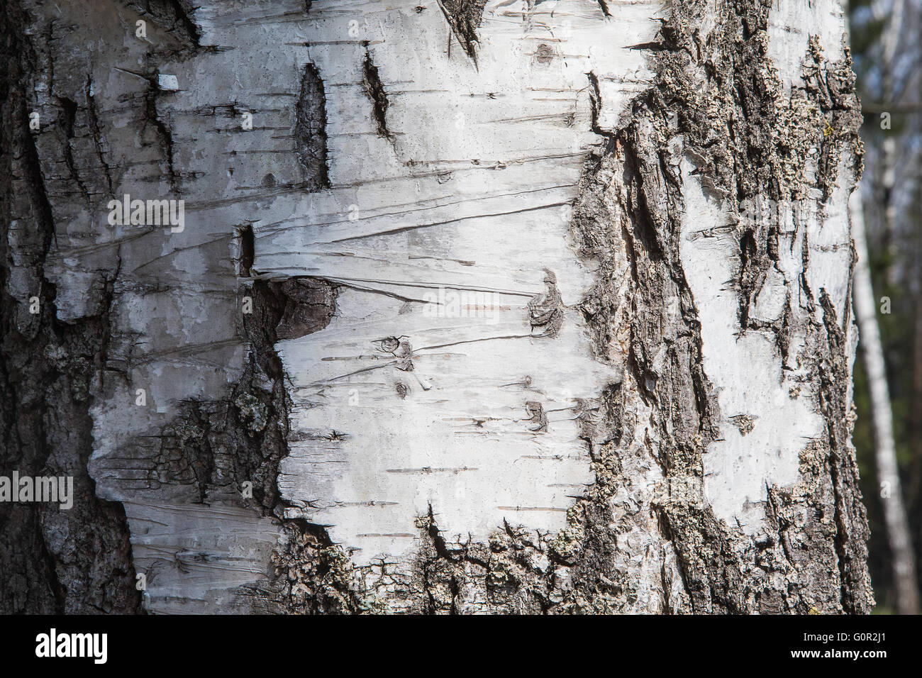 Birch wood grain hi-res stock photography and images - Alamy