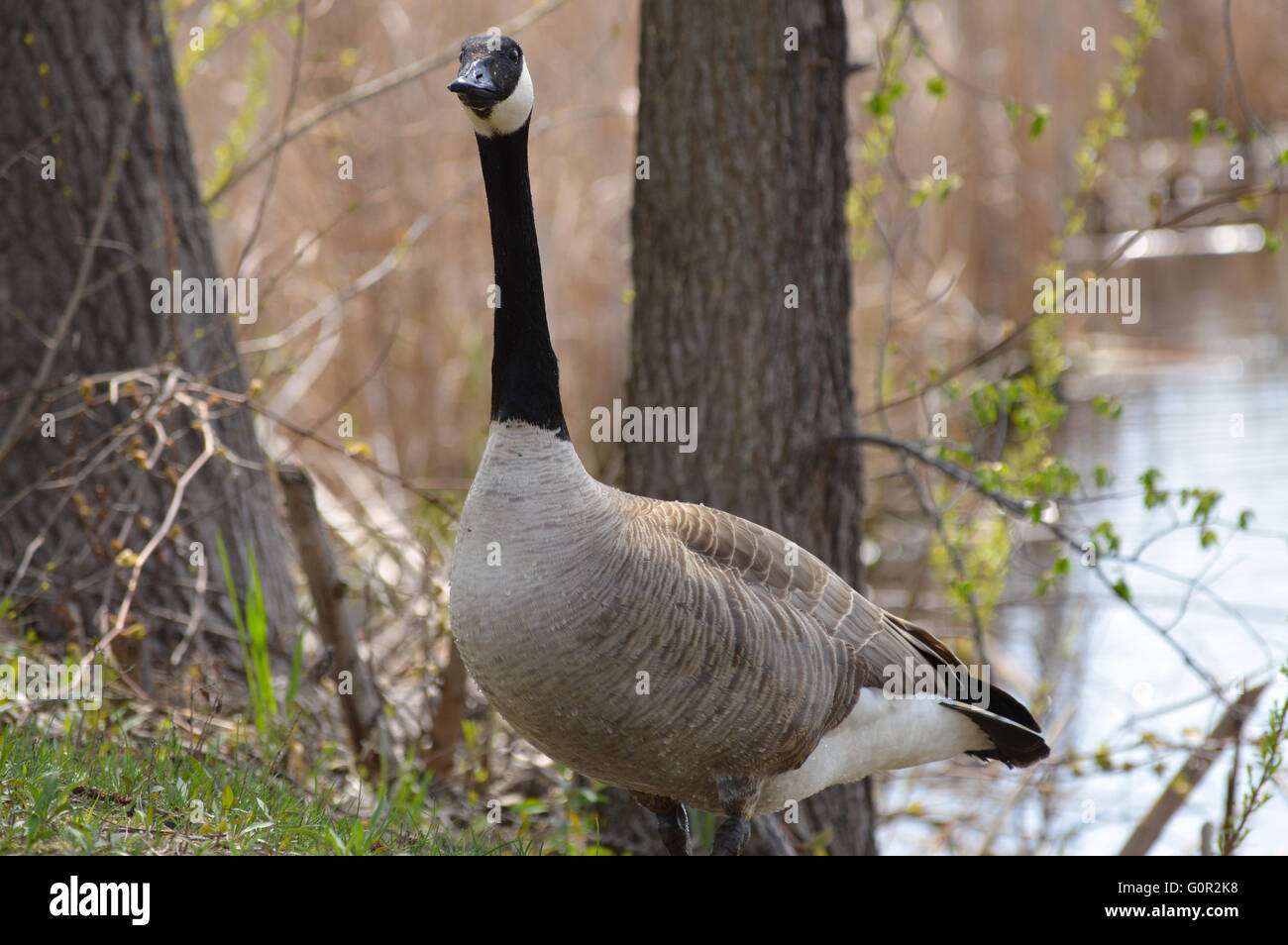 Geese in the Wetland Stock Photo - Alamy