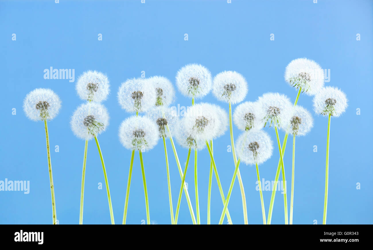 dandelion flower on blue color background, many closeup object Stock ...