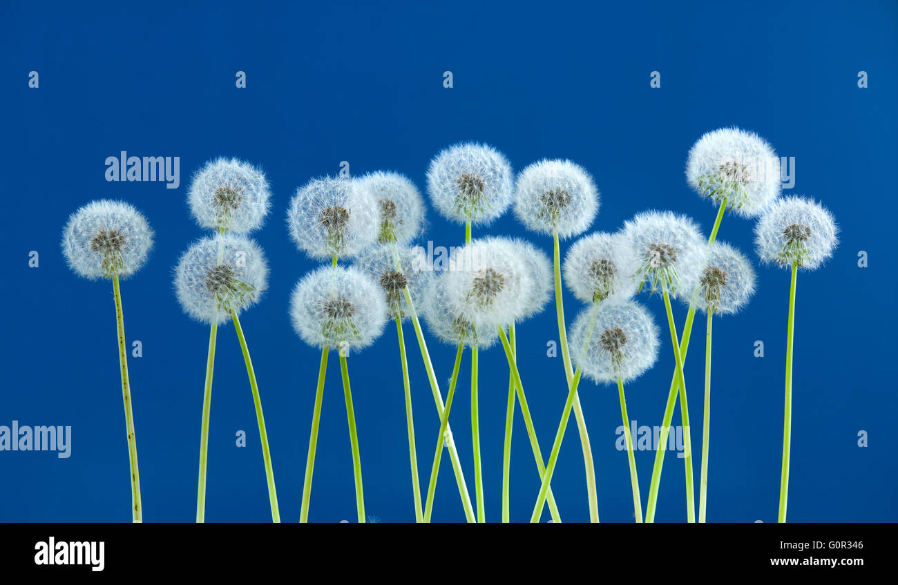 dandelion flower on blue color background, many closeup object Stock ...