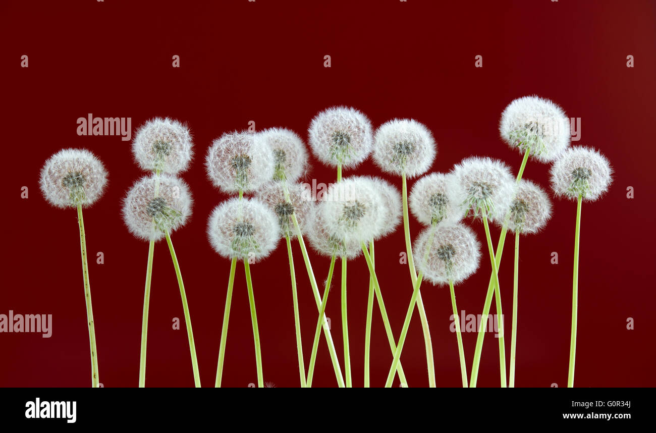 dandelion flower on dark red color background, many closeup object ...